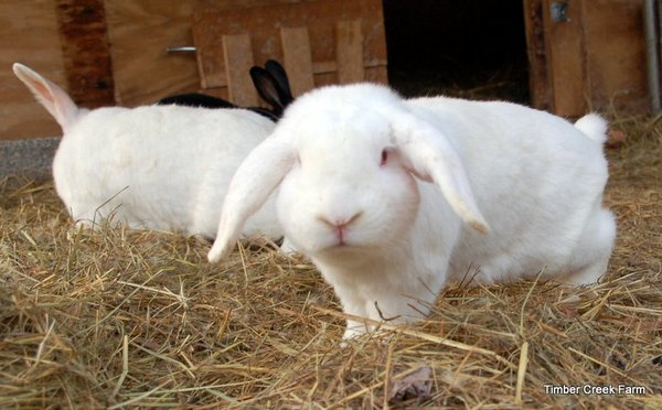 How the Bot Fly Causes Warbles in Rabbits - Countryside